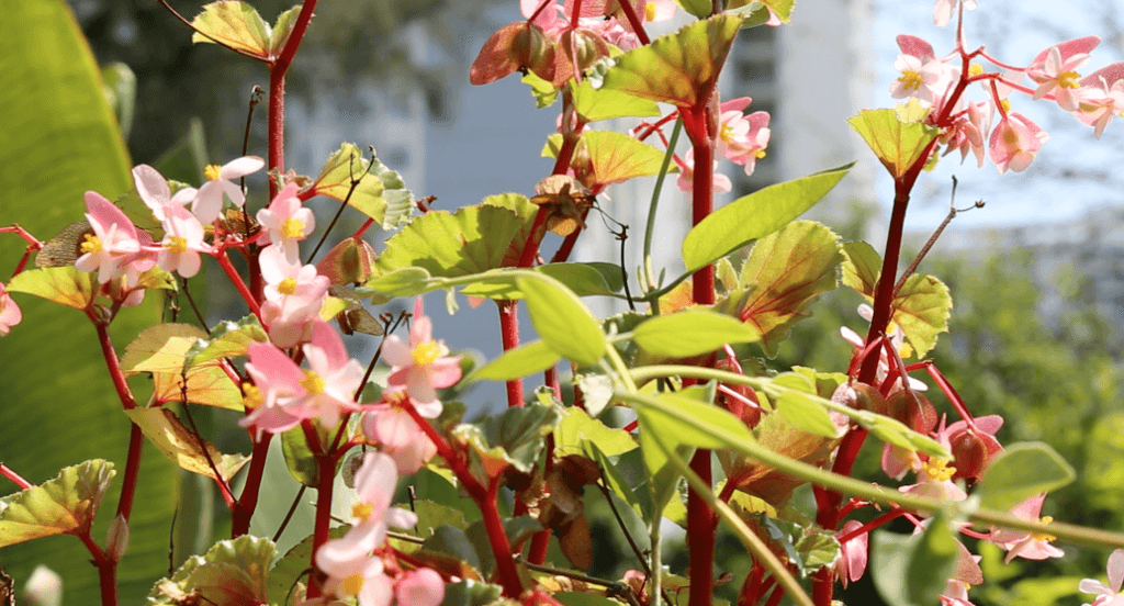 Plant-based Therapy helps students bloom – The Young Reporter