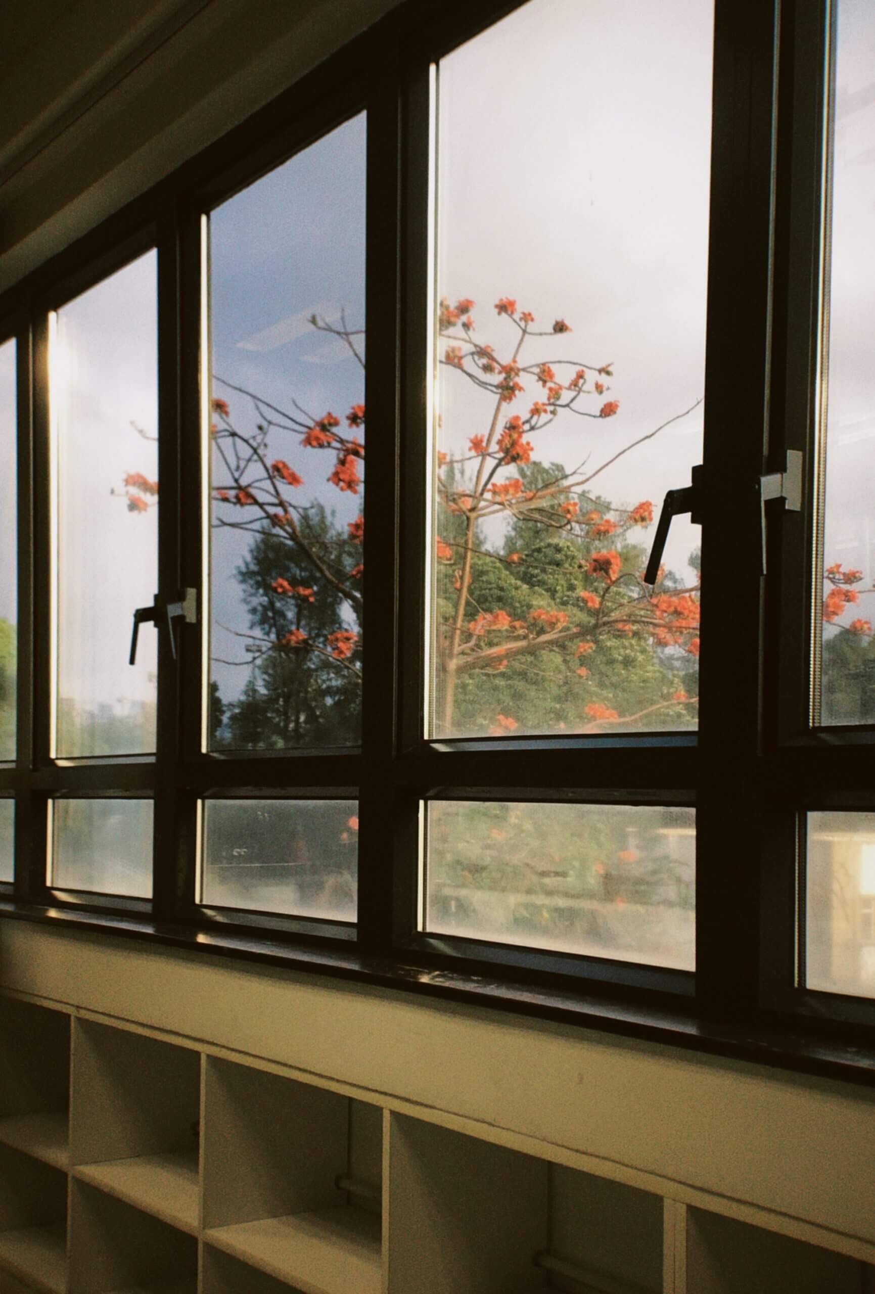 Cotton trees in bloom and the best places to see them – The Young Reporter