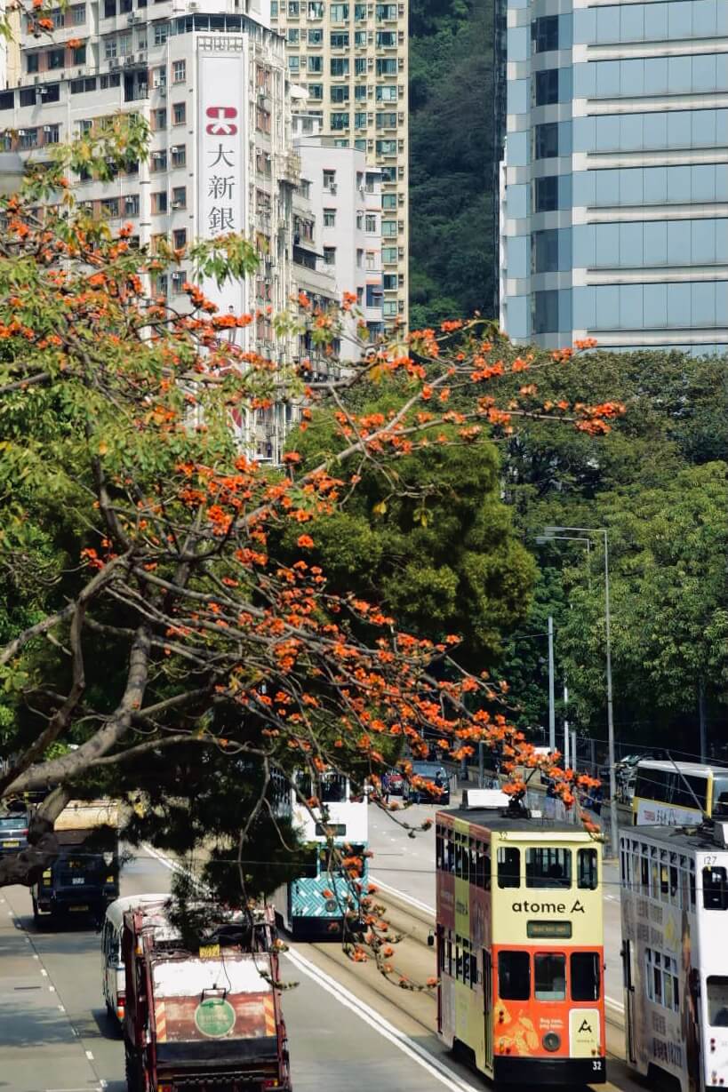 Cotton trees in bloom and the best places to see them – The Young Reporter