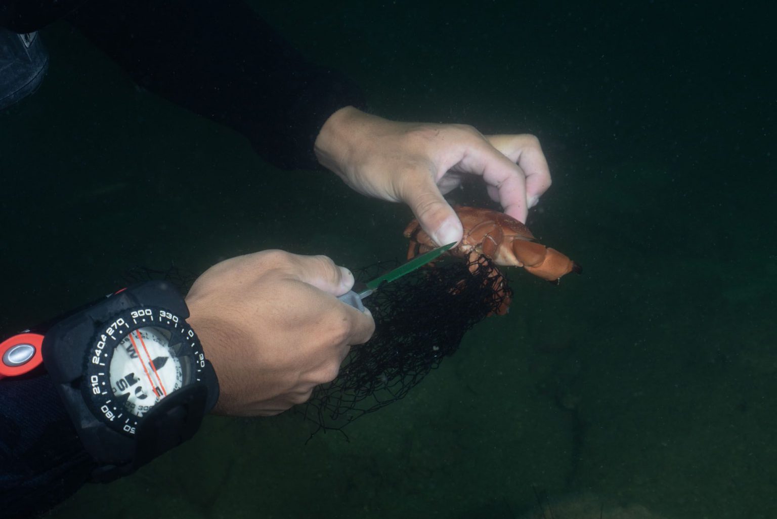 Ghost nets haunt Hong Kong waters, killing marine life and endangering ...