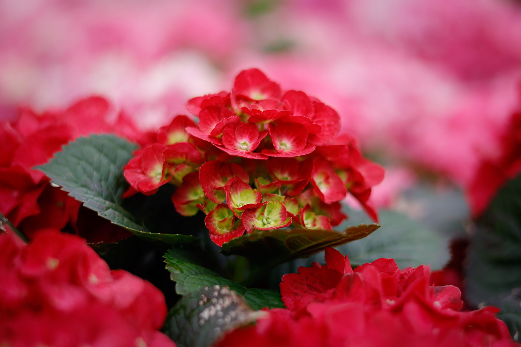 Hong Kong blooms in joy as annual flower show returns after three-year ...