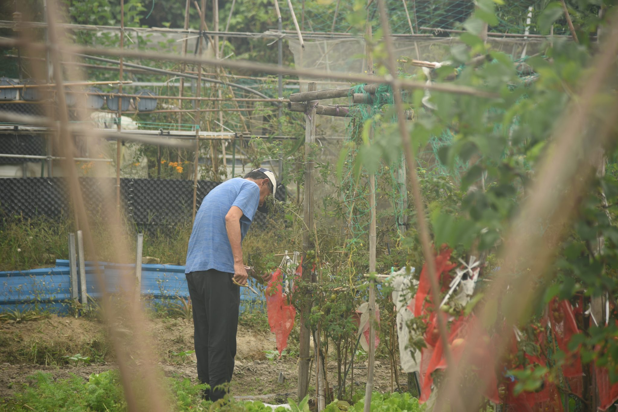 Hong Kong farmers adopt survival measures amidst rising temperatures ...