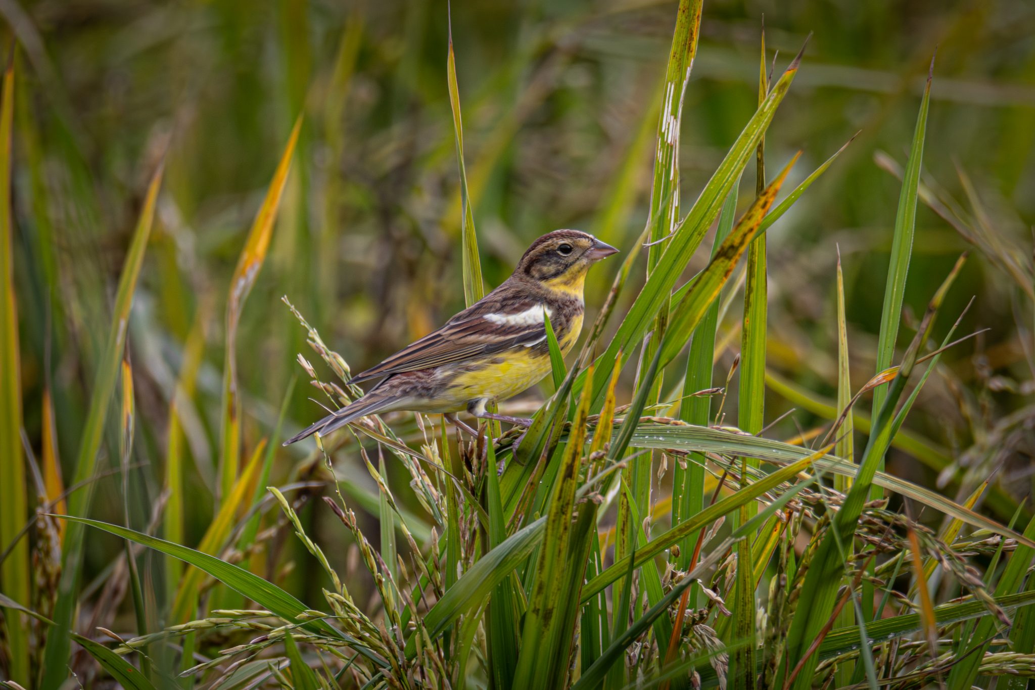 Long Valley Nature Park opens after five-year development – The Young ...
