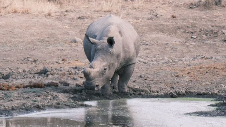 Sawed-Off Horns: The Rhino’s Trade-Off for Survival in South Africa ...