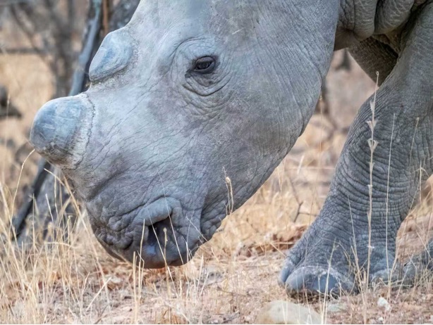 Sawed-Off Horns: The Rhino’s Trade-Off for Survival in South Africa ...