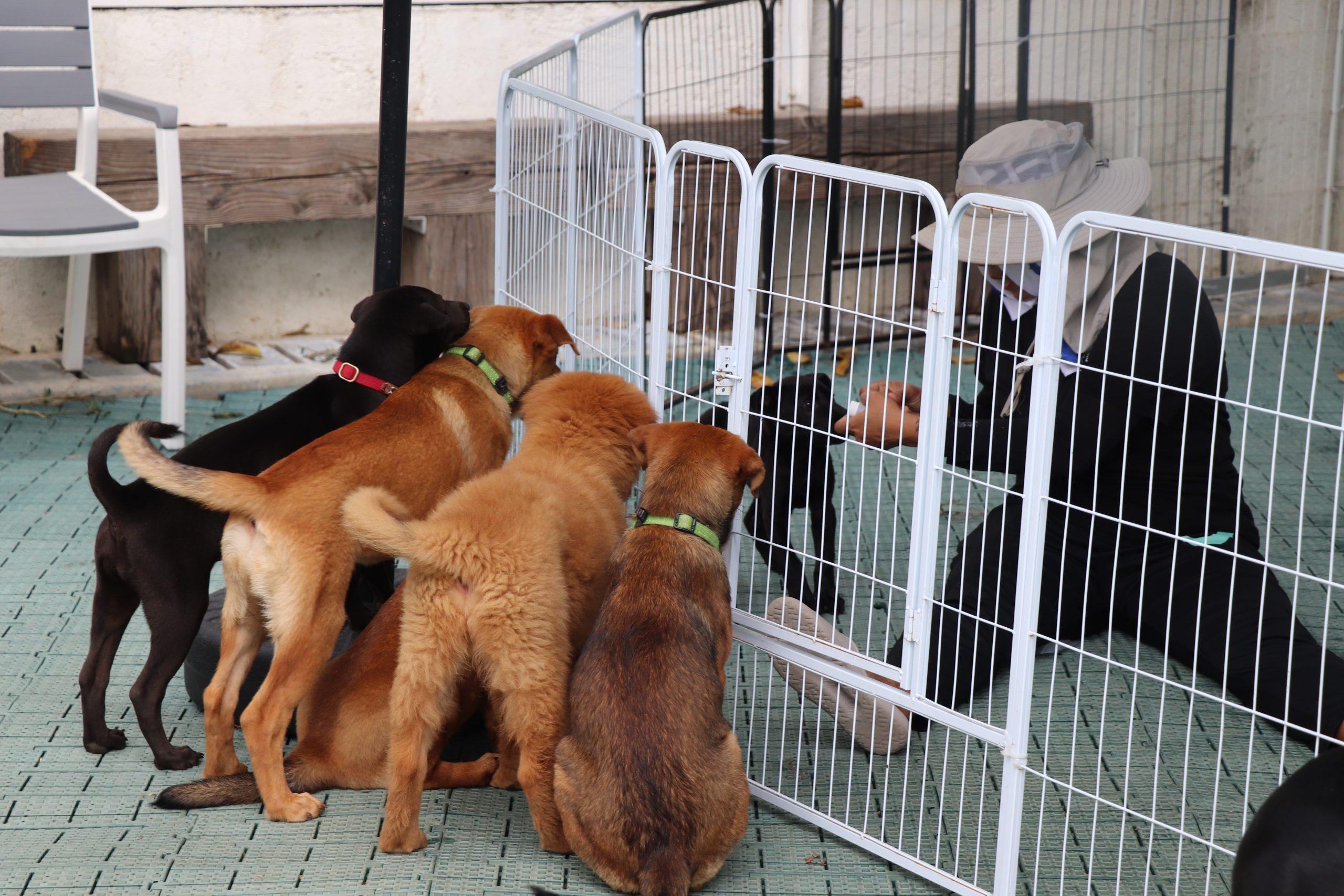 Hong Kong’s abandonment crisis leaves dog shelters overcrowded and dogs ...